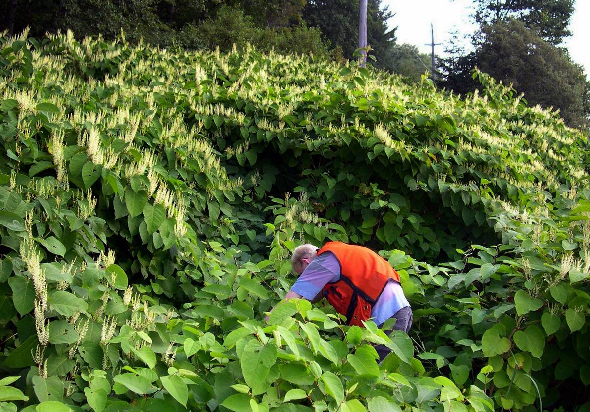 WVU researcher combats invasive plants by deploying insect armies ...